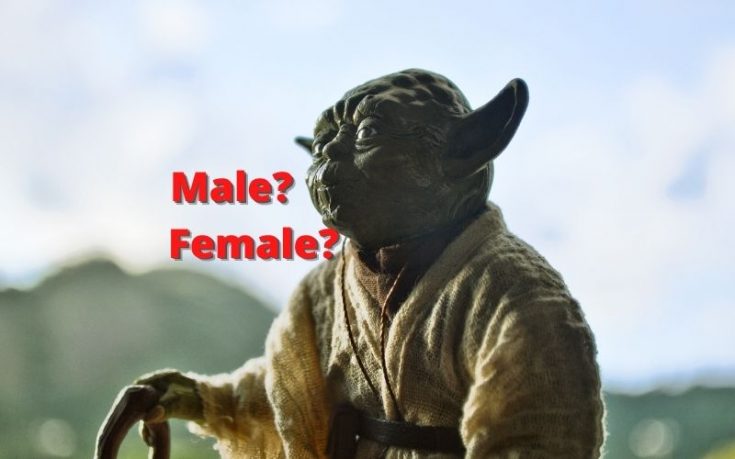 Is Master Yoda Male Or Female? - May 4 Be With You