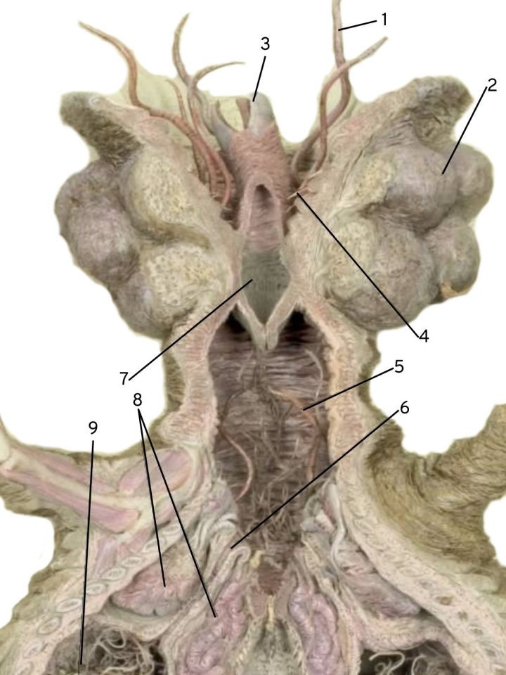 Inside the Sarlacc: 17 Details That Prove It’s Worse Than You Imagined ...