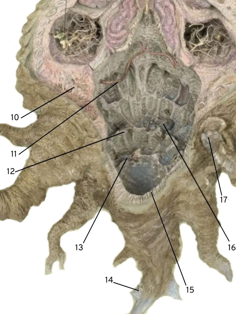 Inside the Sarlacc: 17 Details That Prove It’s Worse Than You Imagined ...